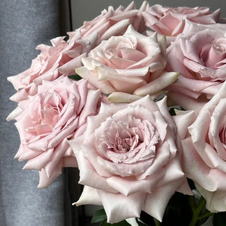 Dutch Florist Shrub Rose Inspired by Quicksand – Highgarden Roses