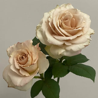 Dutch Florist Shrub Rose Inspired by Quicksand – Highgarden Roses