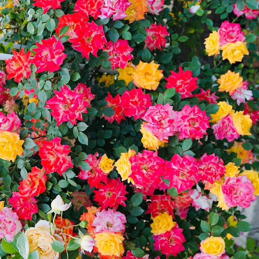 Rainbow's End US Garden Climbing Rose – Highgarden Roses