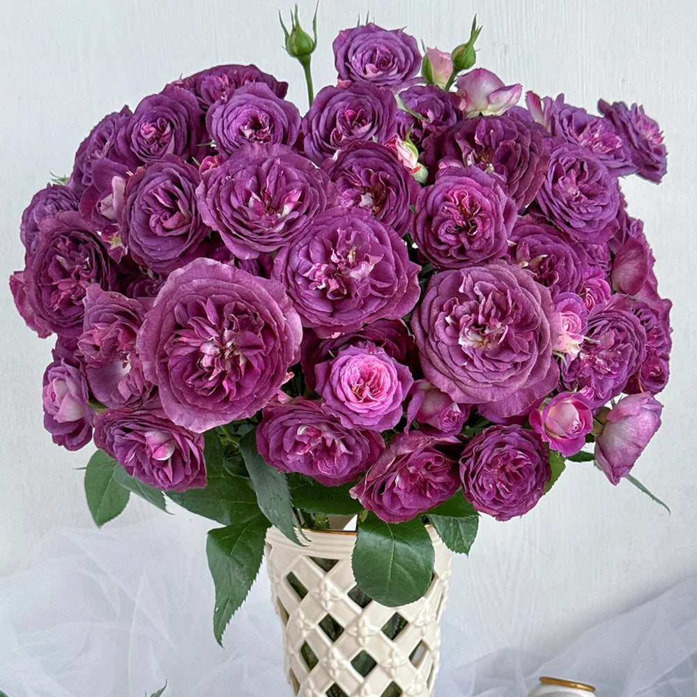 Rinaldo Japanese Florist Shrub Rose – Highgarden Roses