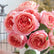 Romantic Antike German Florist Shrub Rose – Highgarden Roses
