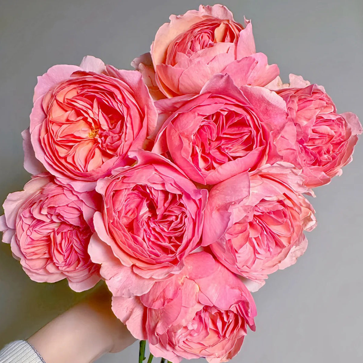 Romeo Chinese Florist Shrub Rose | Highgarden Roses | David Austin ...