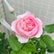 Romeo Chinese Florist Shrub Rose | Highgarden Roses | David Austin ...