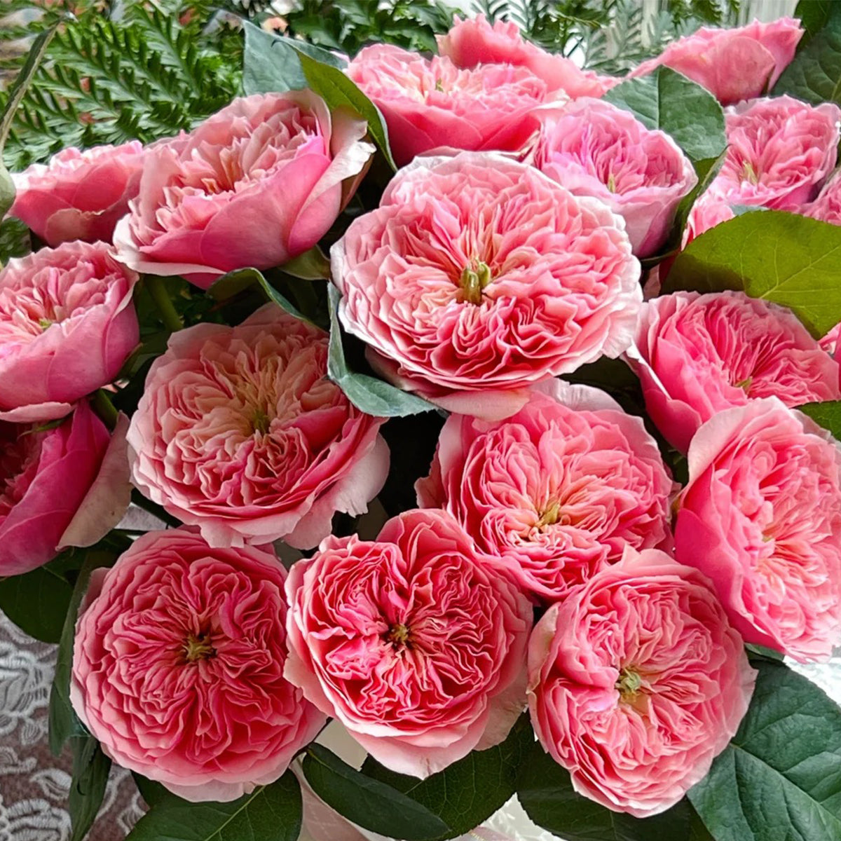 Romeo Chinese Florist Shrub Rose | Highgarden Roses | David Austin ...