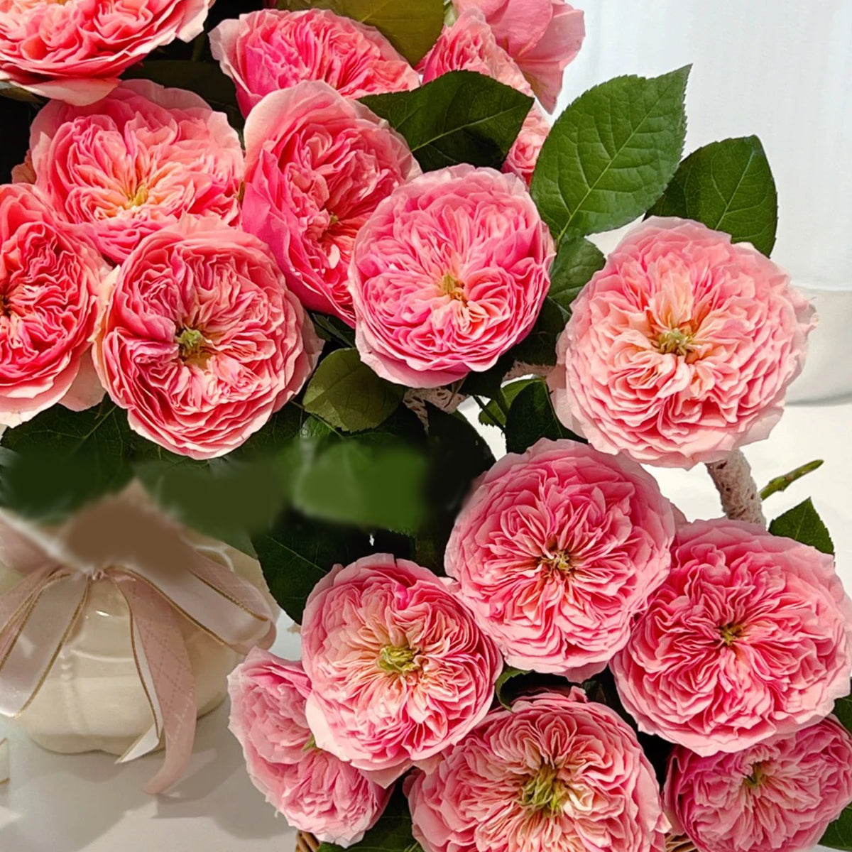 Romeo Chinese Florist Shrub Rose | Highgarden Roses | David Austin ...