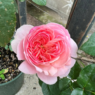 Romeo Chinese Florist Shrub Rose | Highgarden Roses | David Austin ...