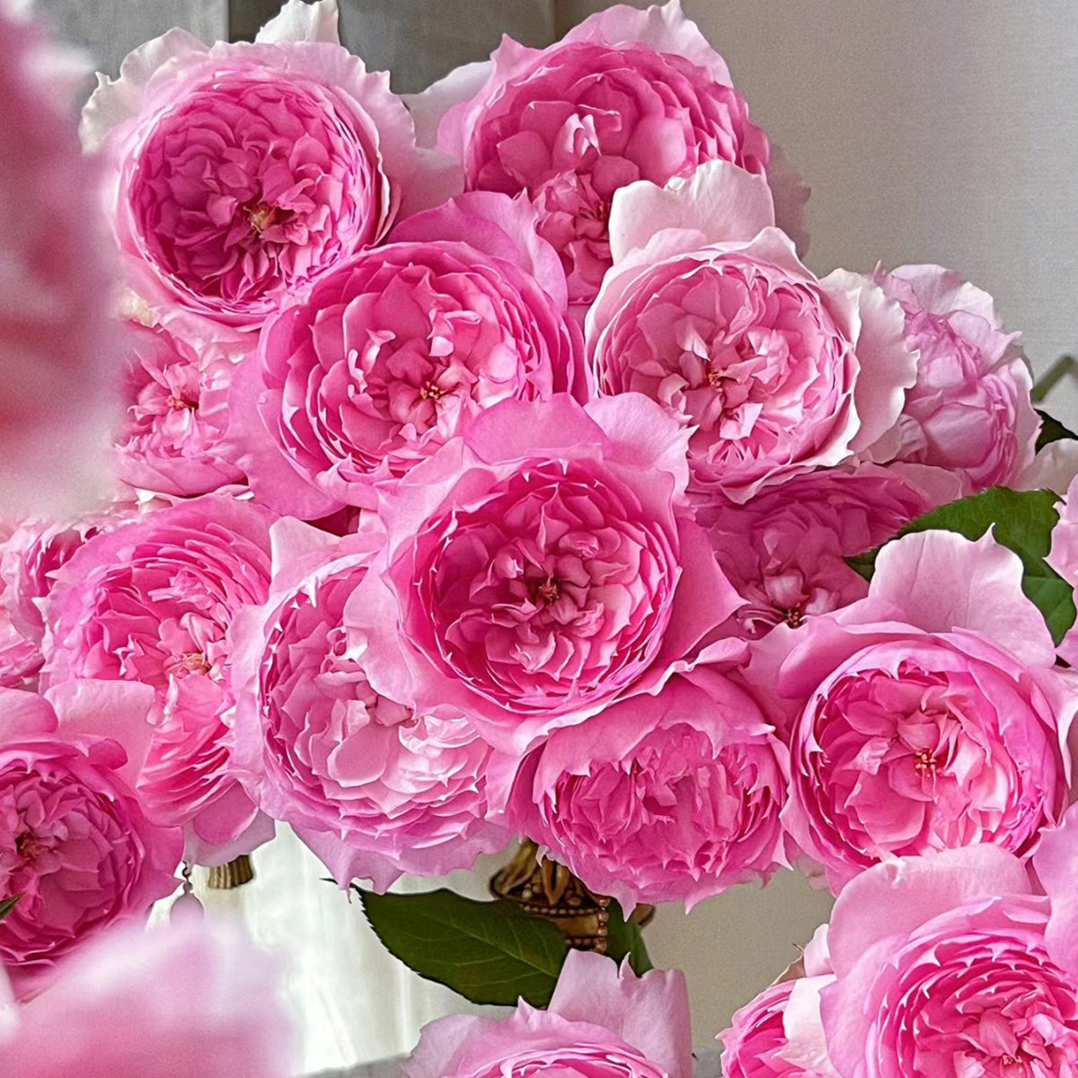 Rongrong Yue Chinese Garden Shrub Rose – Highgarden Roses