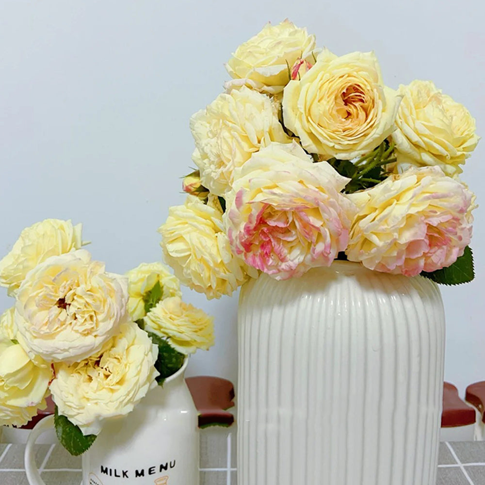 Rosomane Janon French Florist Shrub Rose – Highgarden Roses