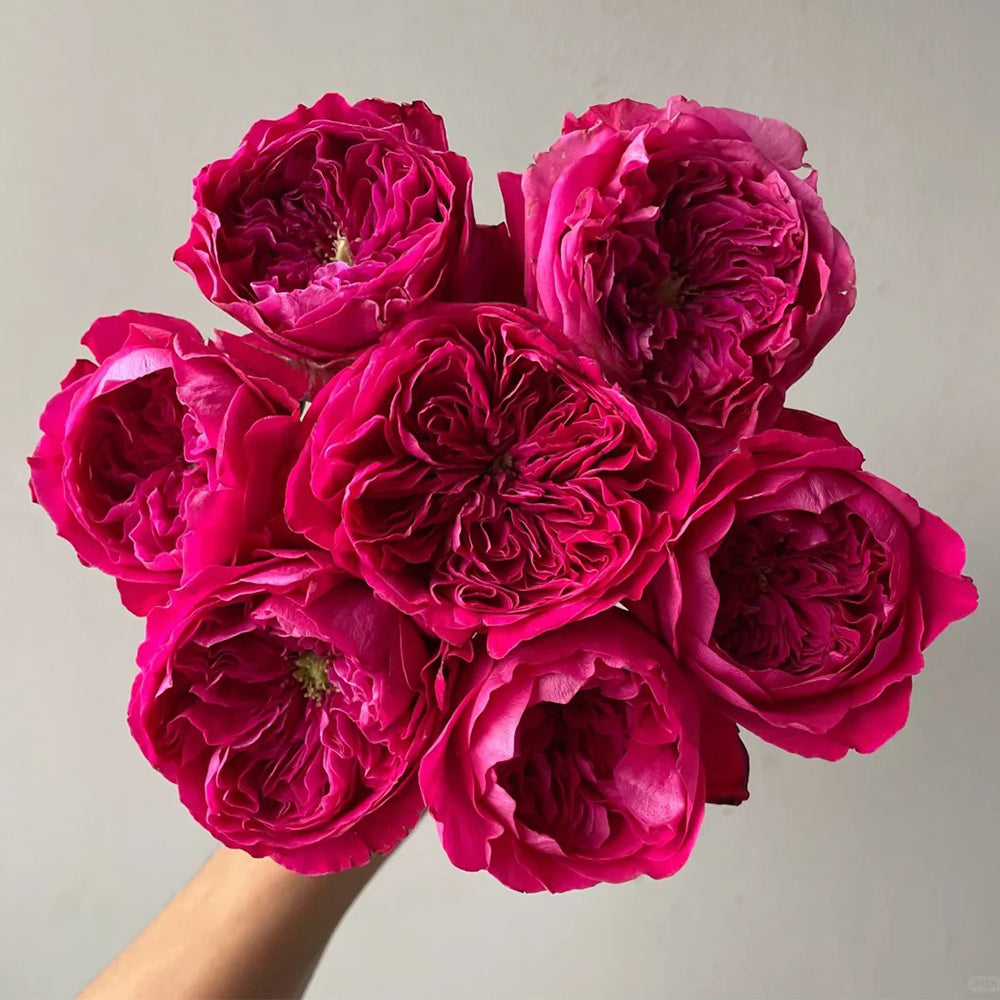 Rouge Royale French Florist Shrub Rose – Highgarden Roses