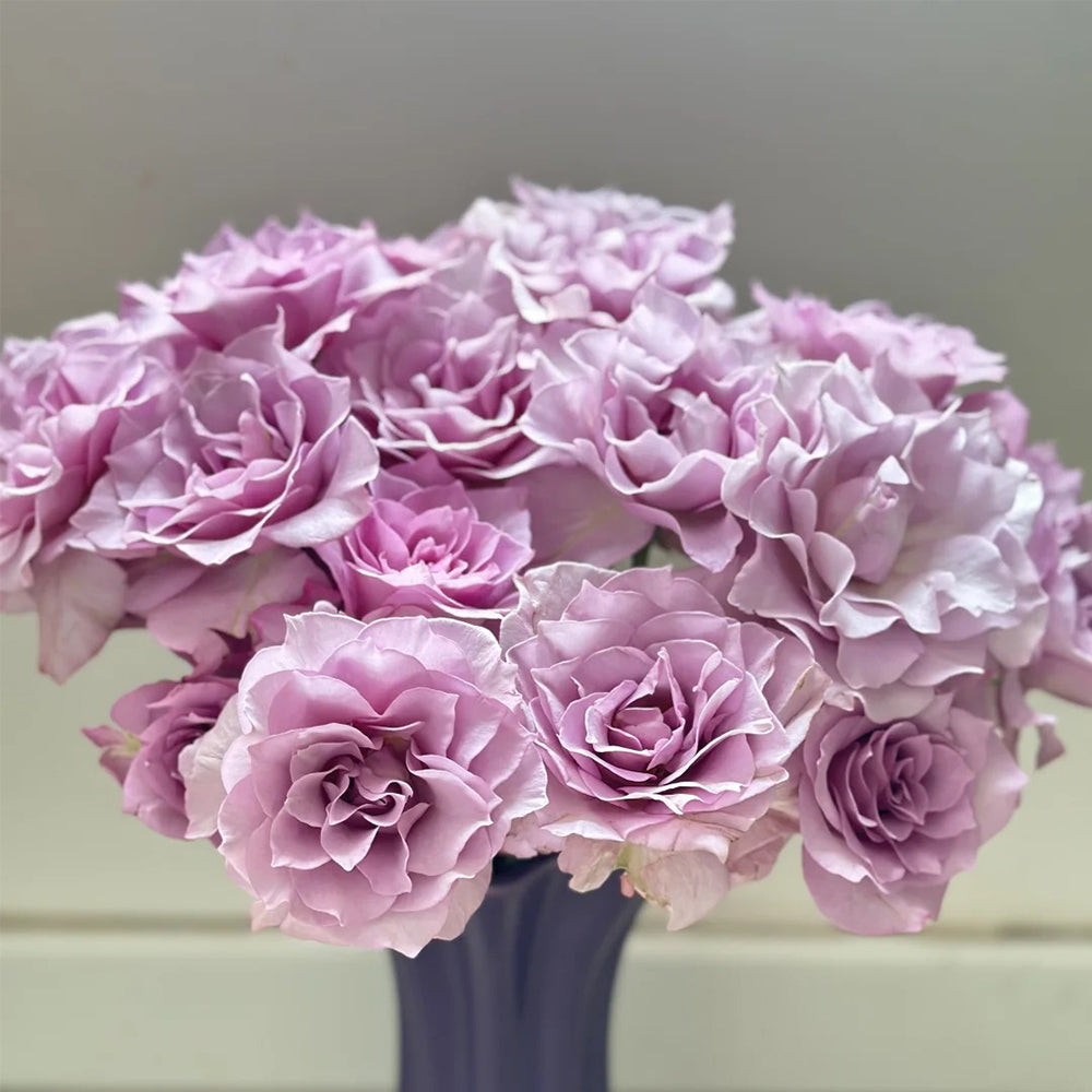 Salon Japanese Florist Shrub Rose – Highgarden Roses