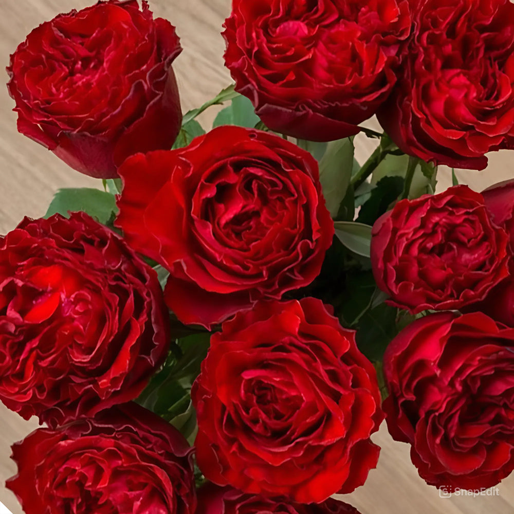 Samarcanda French Florist Shrub Rose – Highgarden Roses