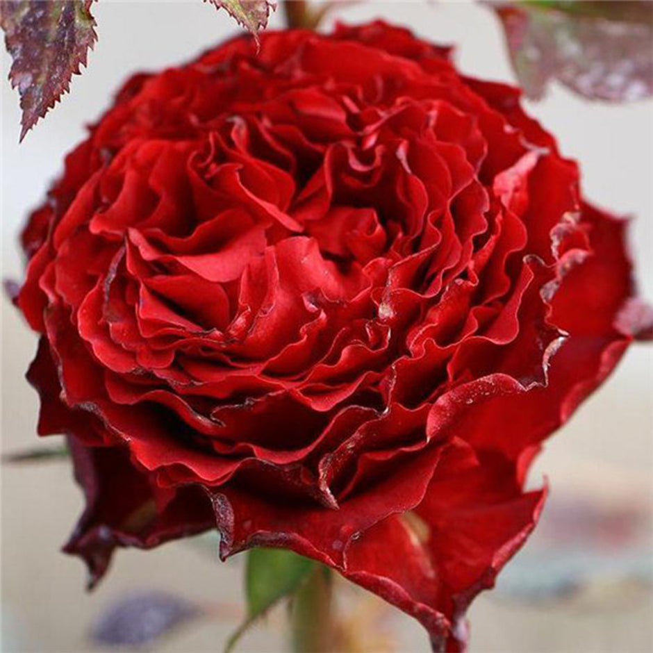 New Arrivals Rose Plants Collection | Fresh & Vibrant Roses for ...