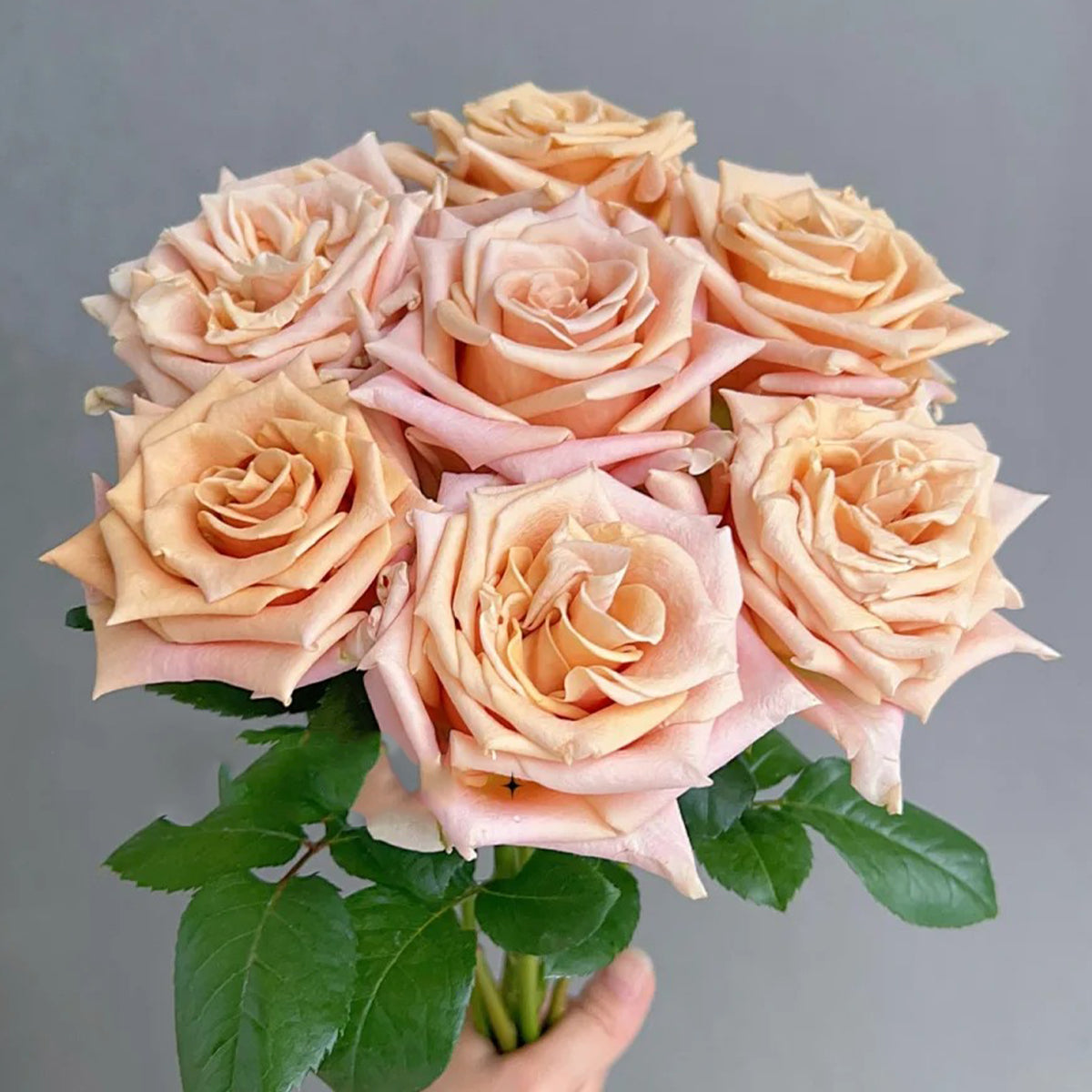 Sand Dune Kenya Florist Hybrid Tea Rose Bush For Sale – Highgarden Roses
