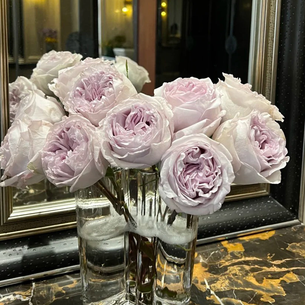 Dutch Florist Shrub Rose Inspired by Shades of Grey – Highgarden Roses