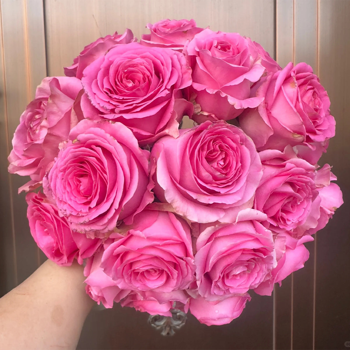 Shanghai Lady German Florist Hybrid Tea Rose Bush For Sale – Highgarden ...