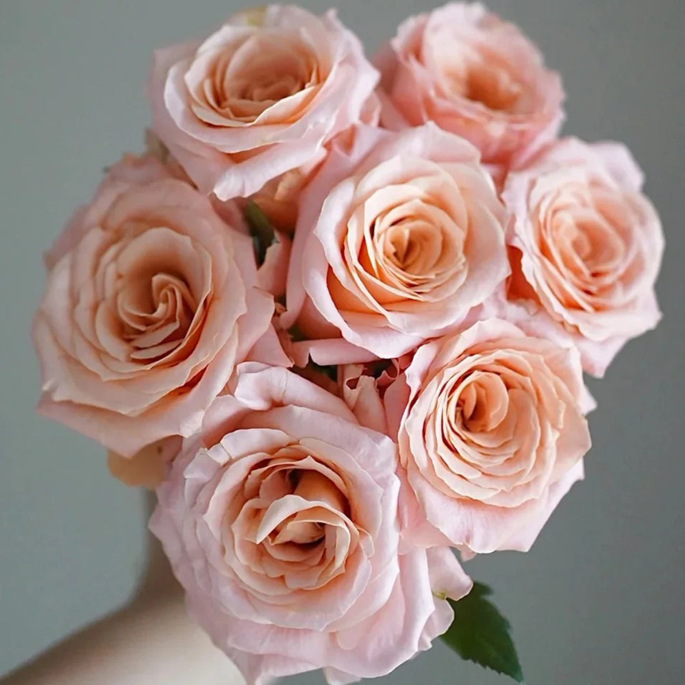 Shimmer German Florist Shrub Rose For Sale – Highgarden Roses