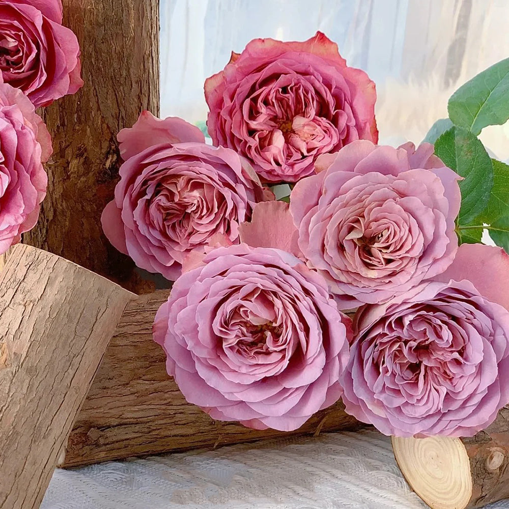 Solfa Japanese Florist Shrub Rose – Highgarden Roses