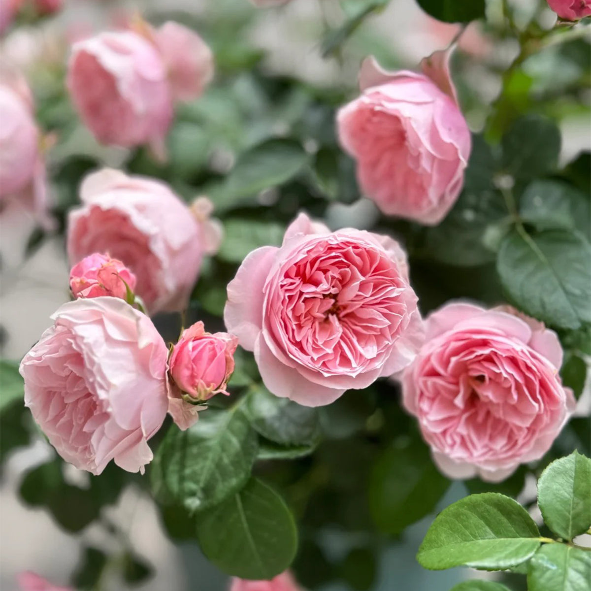 Sonus Faber Japanese Florist Shrub Rose Own Root | Highgarden Roses ...
