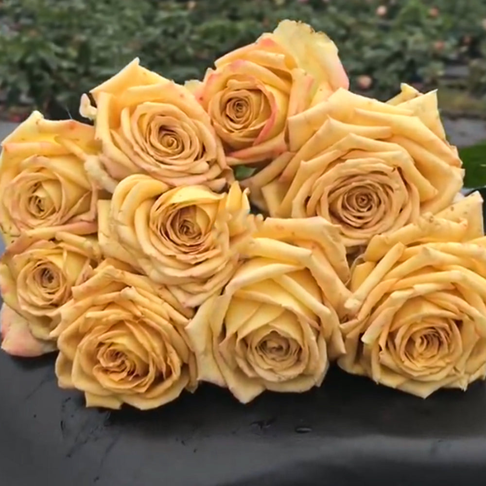 Dutch Florist Shrub Rose Inspired by Spoiler – Highgarden Roses