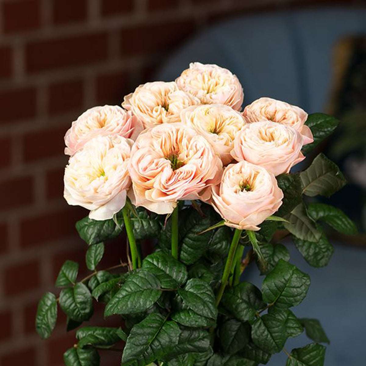 Stanley Abbey Dutch Florist Shrub Rose – Highgarden Roses