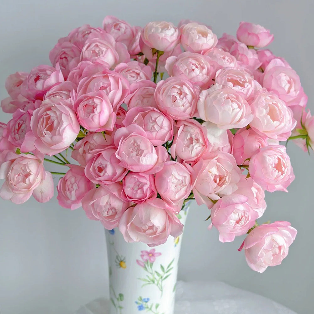 Strawberry Macaron Japanese Florist Shrub Rose – Highgarden Roses