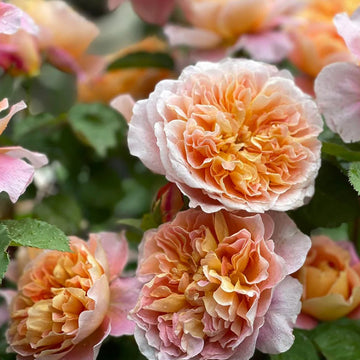 Rare Florist & Wedding Rose Bushes Shipped from Portland, Oregon ...