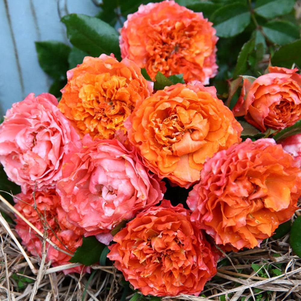 Ti Amo Japanese Florist Shrub Rose For Sale – Highgarden Roses