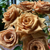 Toffee Ecuador Florist Shrub Rose – Highgarden Roses