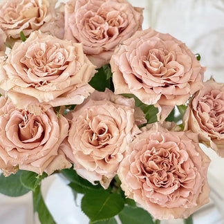 Toffee Ecuador Florist Shrub Rose – Highgarden Roses
