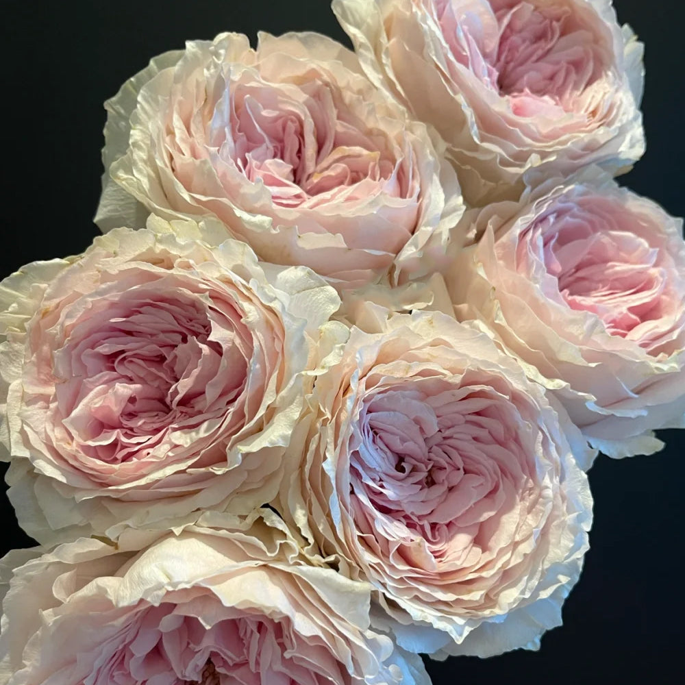 Tsumugi Japanese Florist Shrub Rose – Highgarden Roses