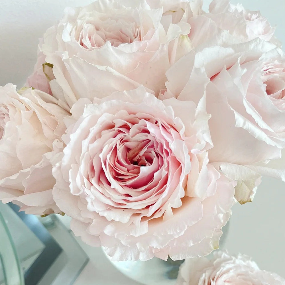 Tsumugi Japanese Florist Shrub Rose – Highgarden Roses