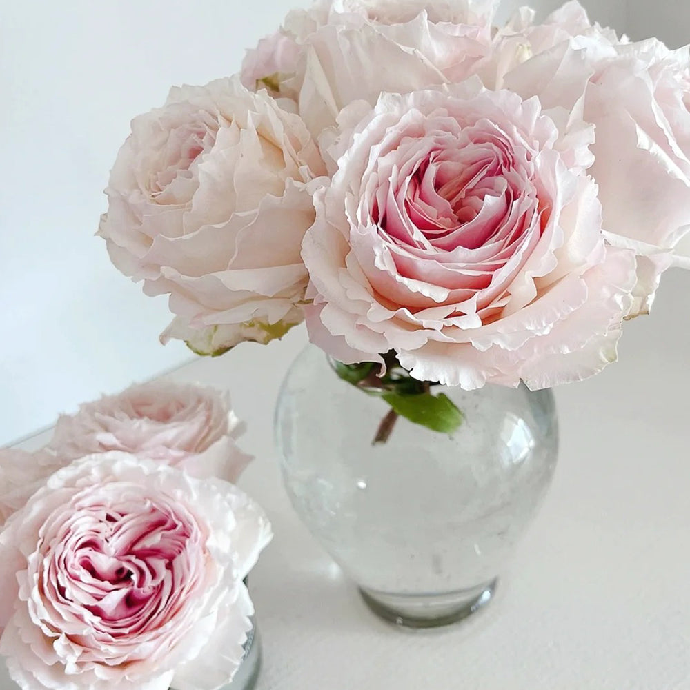 Tsumugi Japanese Florist Shrub Rose – Highgarden Roses
