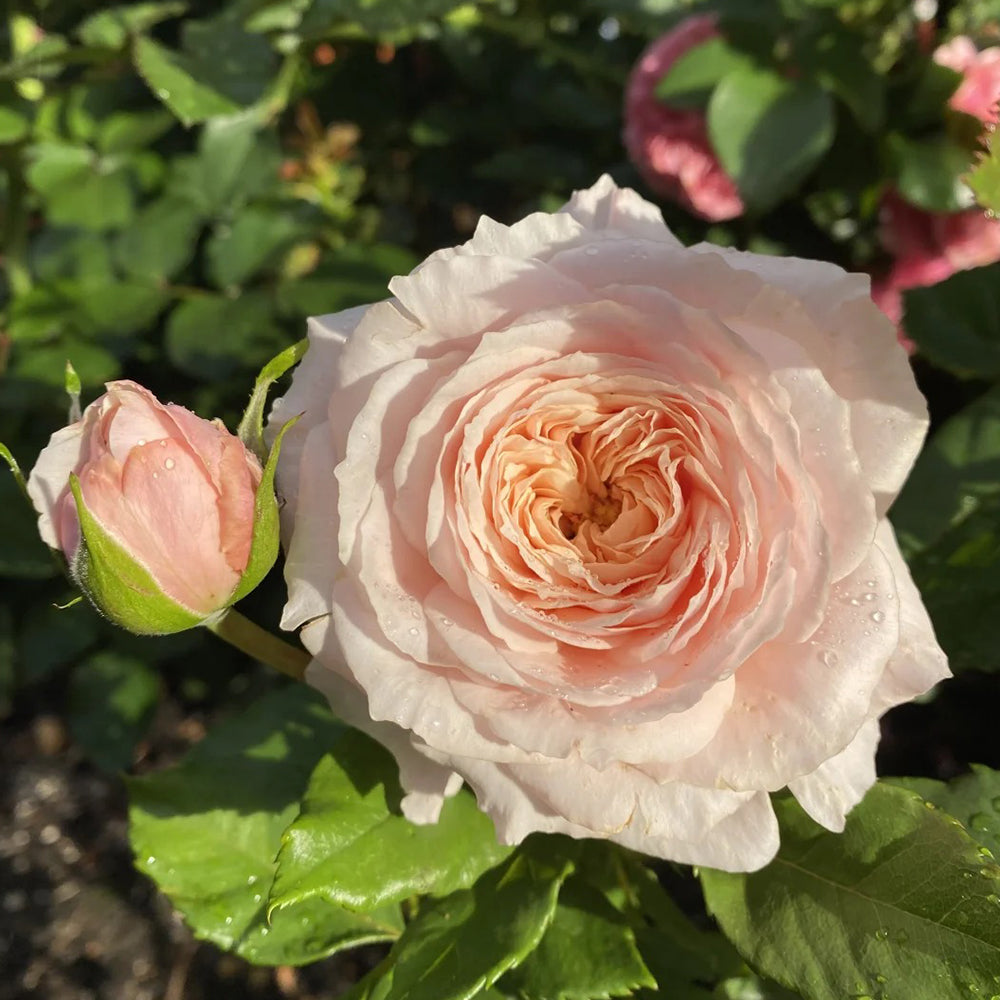 Tsumugi Japanese Florist Shrub Rose – Highgarden Roses