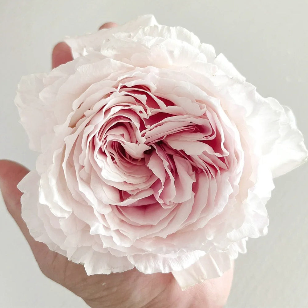 Tsumugi Japanese Florist Shrub Rose – Highgarden Roses