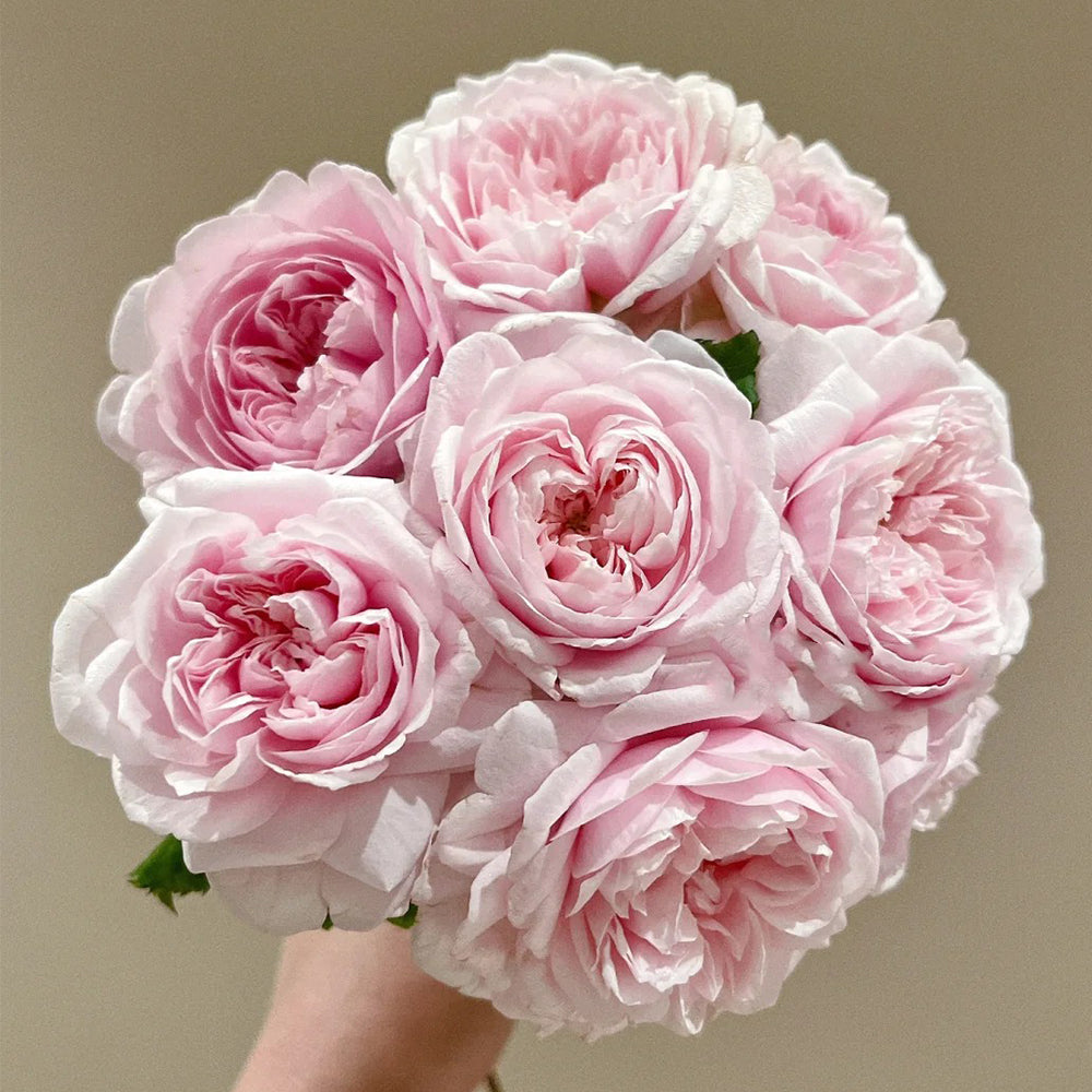 Tulle Skirt Chinese Florist Shrub Rose For Sale – Highgarden Roses