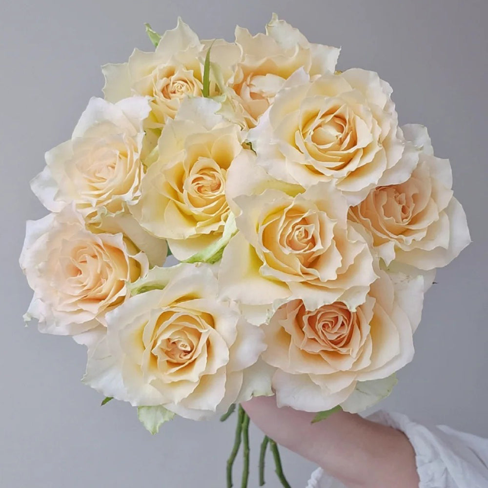 Uriel Japanese Florist Shrub Rose For Sale – Highgarden Roses