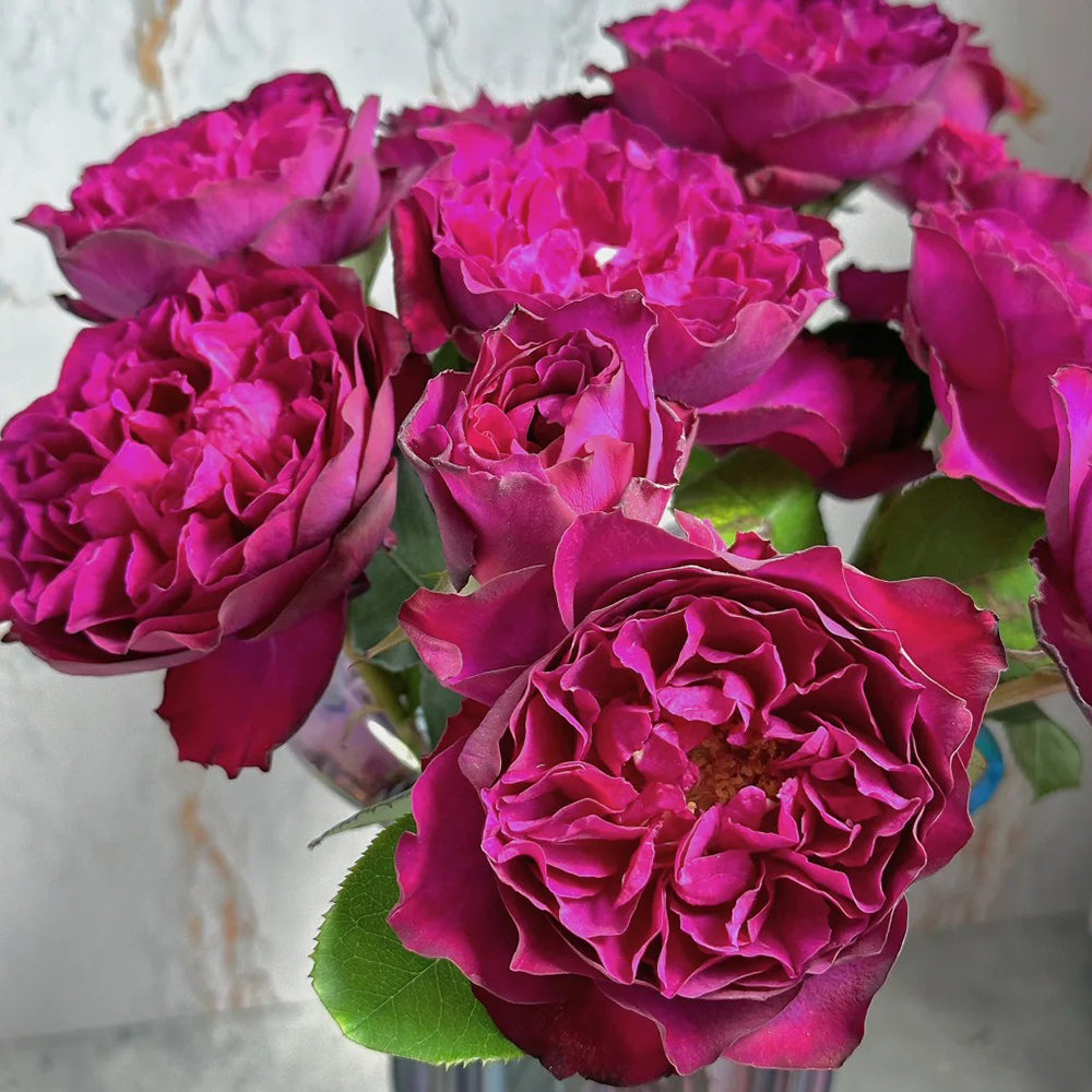 Velvety Twilight Japanese Garden Shrub Rose – Highgarden Roses
