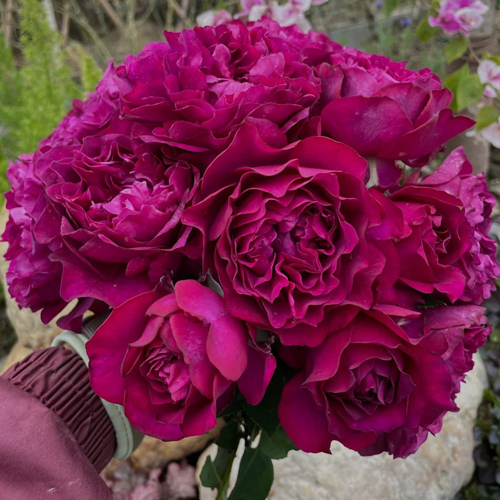 Velvety Twilight Japanese Garden Shrub Rose – Highgarden Roses