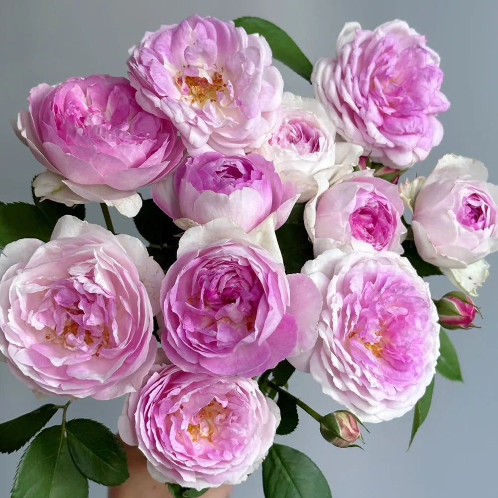 Vesalius Belgian Florist Climbing Rose Plant – Highgarden Roses