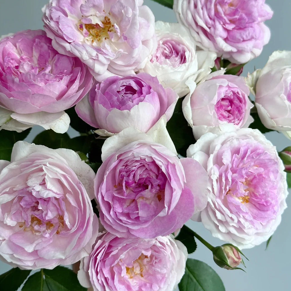 Vesalius Belgian Florist Climbing Rose Plant – Highgarden Roses