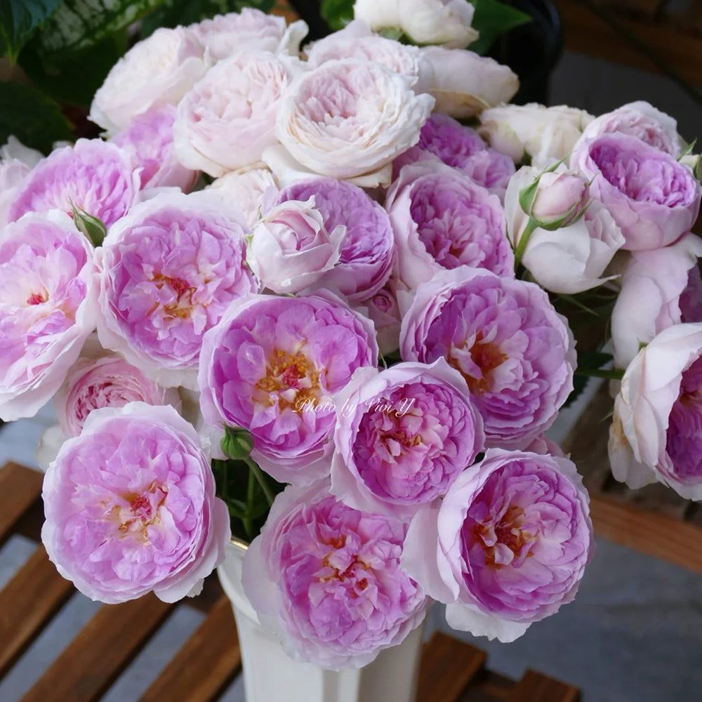 Vesalius Belgian Florist Climbing Rose Plant – Highgarden Roses