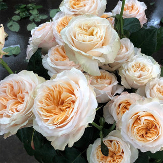 Victorian Peach Dutch Florist Shrub Rose – Highgarden Roses