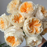 Victorian Peach Dutch Florist Shrub Rose – Highgarden Roses