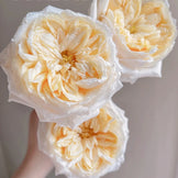 Victorian Peach Dutch Florist Shrub Rose – Highgarden Roses