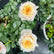 Victorian Peach Dutch Florist Shrub Rose – Highgarden Roses