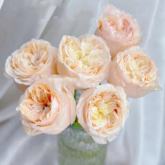 Victorian Peach Dutch Florist Shrub Rose – Highgarden Roses