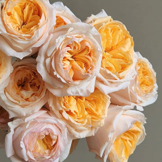 Victorian Peach Dutch Florist Shrub Rose – Highgarden Roses