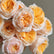 Victorian Peach Dutch Florist Shrub Rose – Highgarden Roses