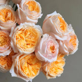 Victorian Peach Dutch Florist Shrub Rose – Highgarden Roses