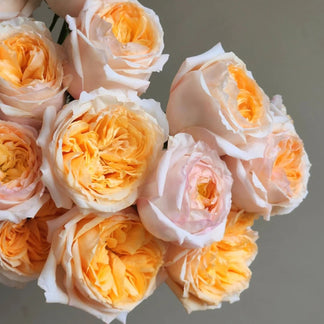 Victorian Peach Dutch Florist Shrub Rose – Highgarden Roses